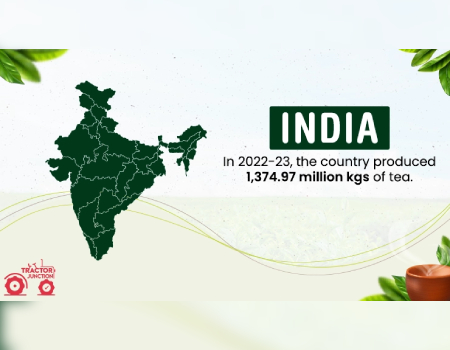 Top 10 Largest Tea Producing Countries in the World | History of Ceylon Tea