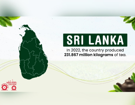 Top 10 Largest Tea Producing Countries in the World | History of Ceylon Tea