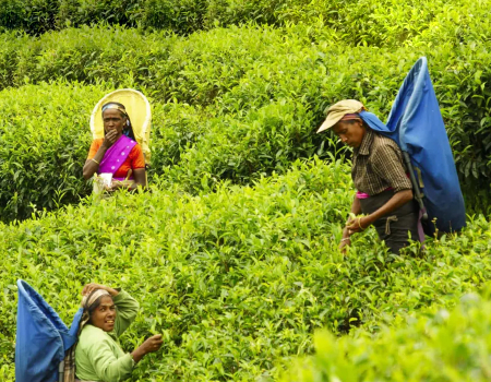 Tea in Sri Lanka: A Journey Through the Island’s Rich Tea Culture ...