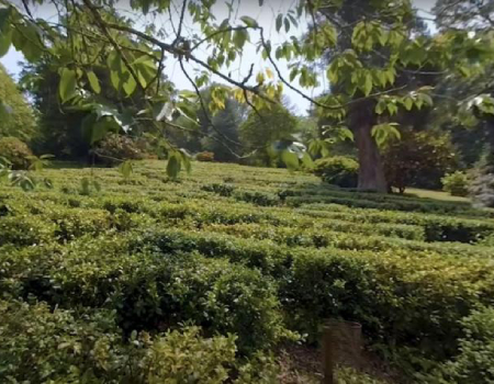 Descendent of Earl Grey Puts the