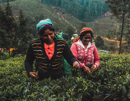 The Best Ceylon Tea Plantations in Sri Lanka | History of Ceylon Tea