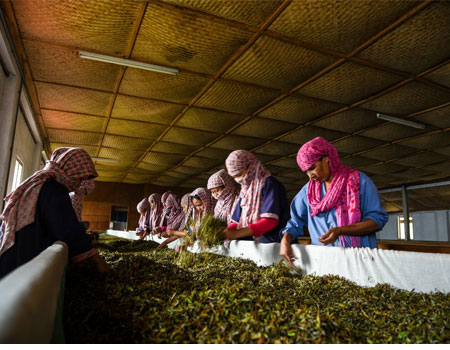 Don’t Call It Darjeeling, It’s Nepali Tea | History of Ceylon Tea