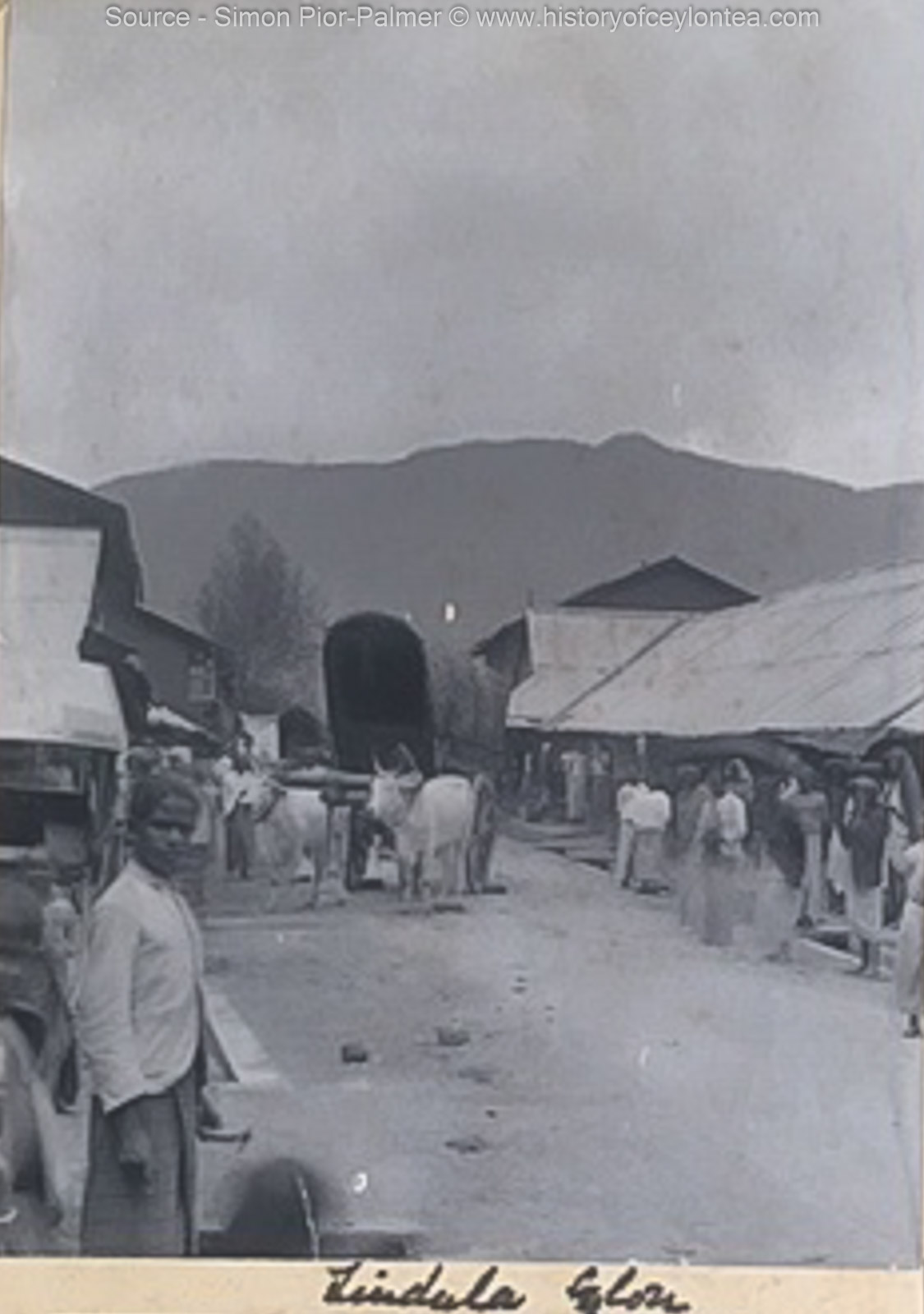 Photos & Videos | History of Ceylon Tea