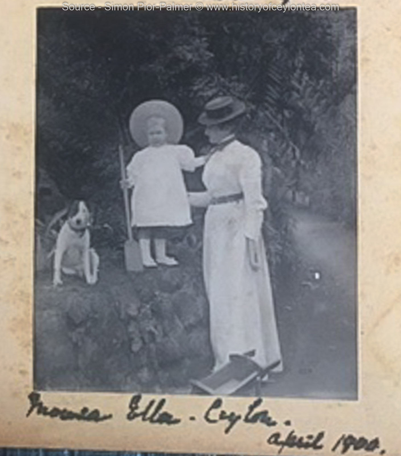 Photos & Videos | History of Ceylon Tea