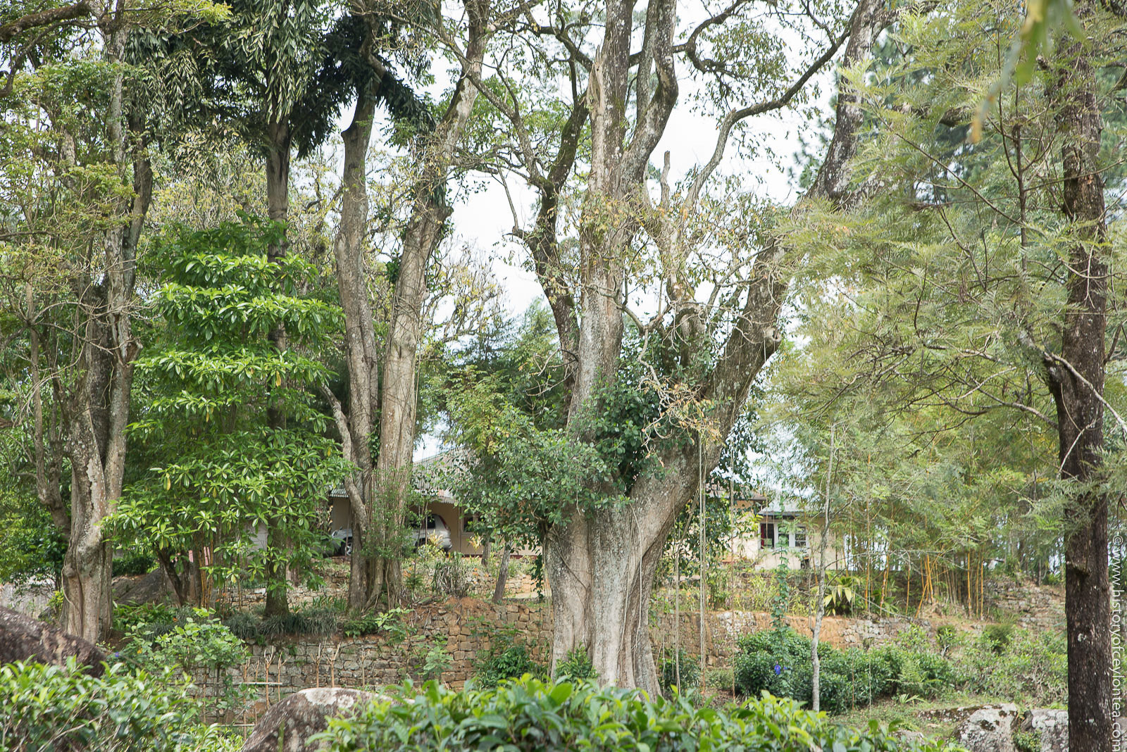 Barcaple | History of Ceylon Tea