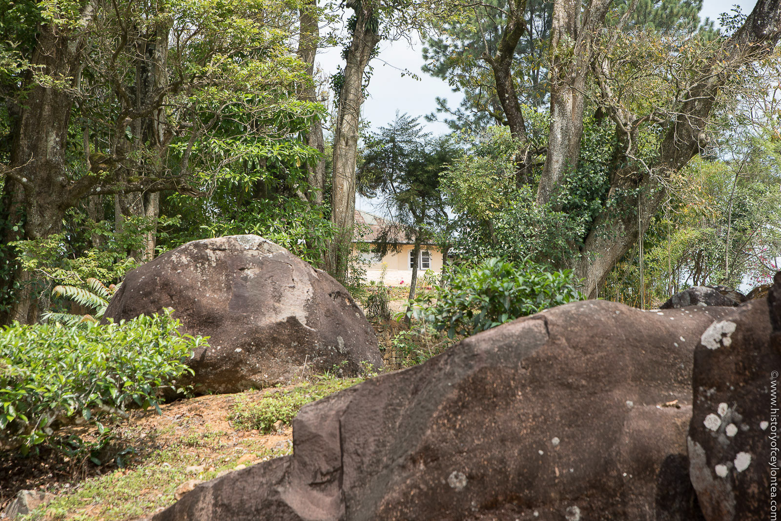 Barcaple | History of Ceylon Tea