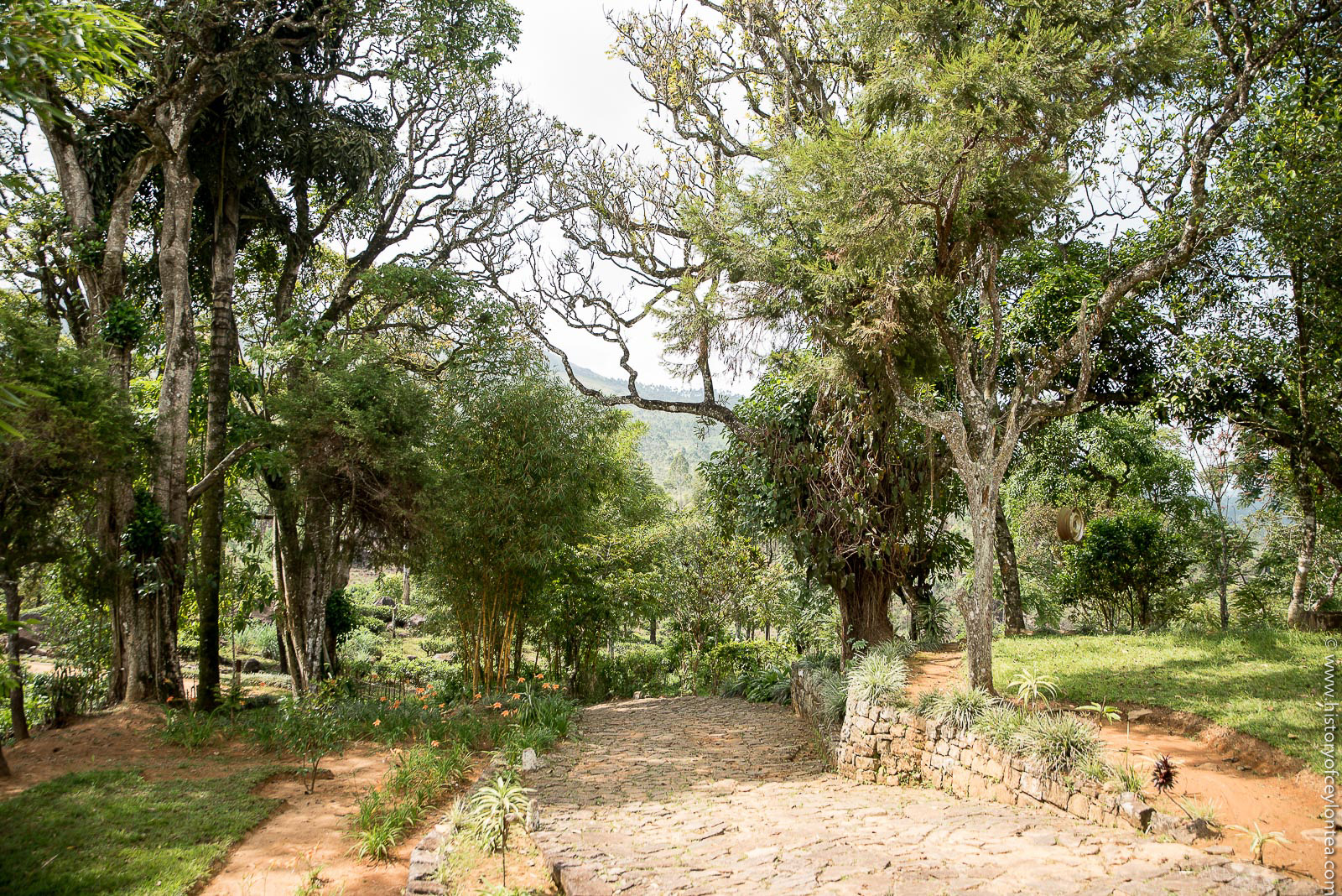 Barcaple | History of Ceylon Tea