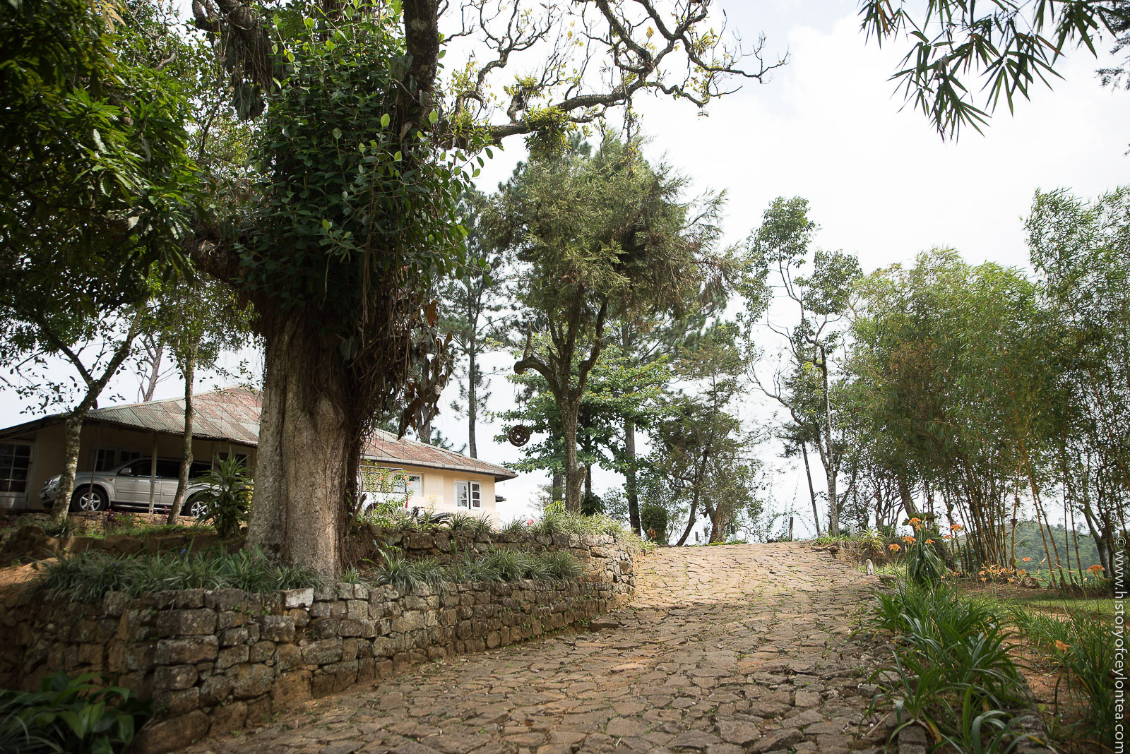 Barcaple | History of Ceylon Tea