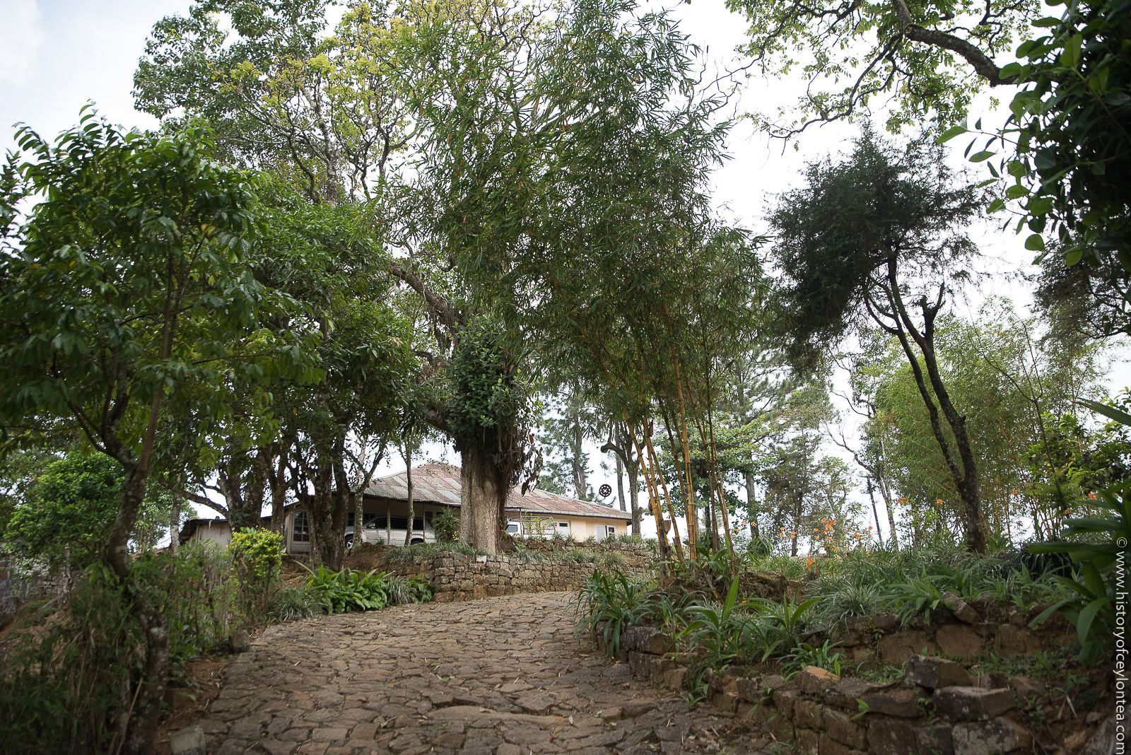 Barcaple | History of Ceylon Tea