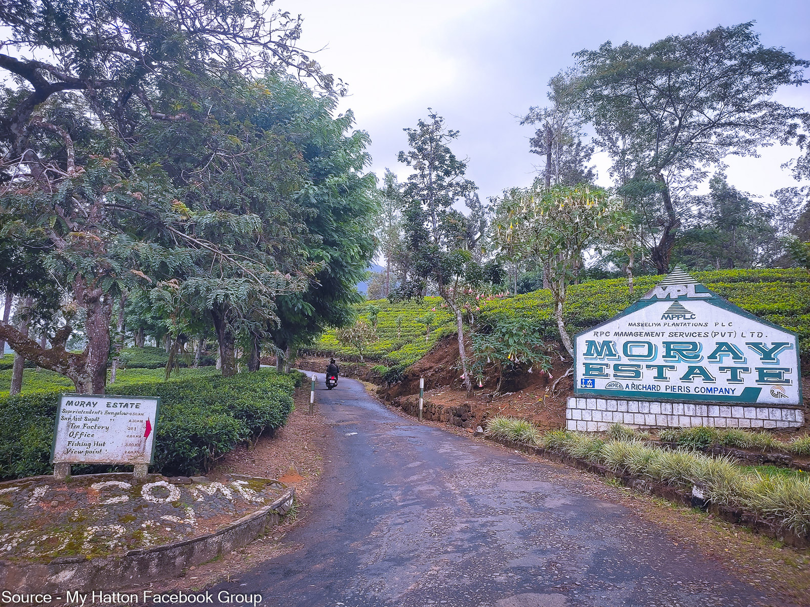 Moray Group | History of Ceylon Tea