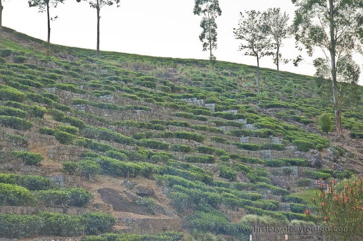 Photos & Videos | History of Ceylon Tea